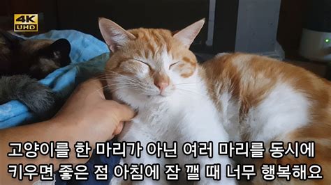 고양이를 한 마리가 아닌 여러 마리를 동시에 키우면 좋은 점 아침에 잠에서 깰 때 너무 행복하게 깰 수 있어요 Youtube