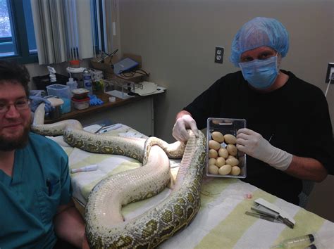 Foot Burmese Python Recovers After Eggs Removed From Reproductive Tract New England