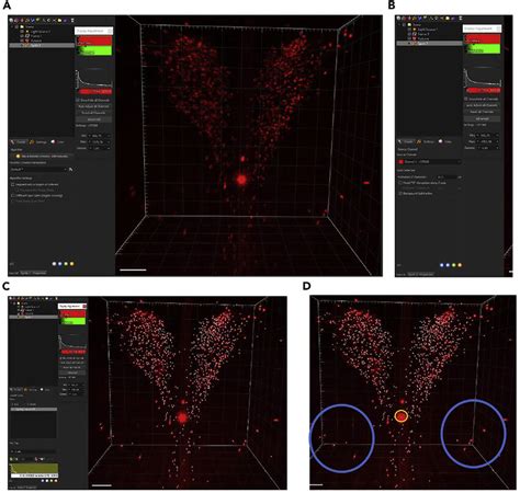 Oxytocin Cells In The Paraventricular Nucleus Detected With The Imaris Download Scientific