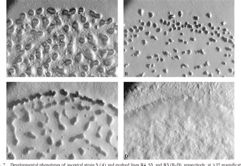 Figure 1 From Loss Of Social Behaviors By Myxococcus Xanthus During Evolution In An Unstructured