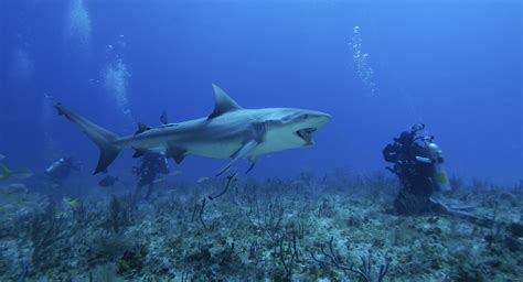 400 Pound Shark Caught On Long Island Amid Uptick In Shark Sightings At
