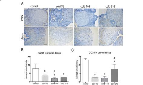A The Positive Expression Of Cd34 Antibody In Ovarian And Uterine