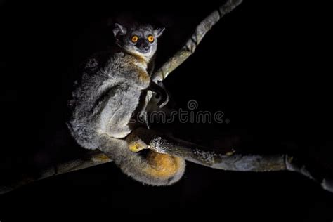 Red Tailed Sportive Lumur Lepilemur Ruficaudatus Night Monkey In