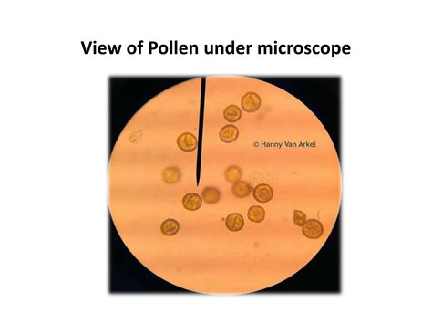Microscope Uses Types Simple Microscope And Compound Microscope Ppt