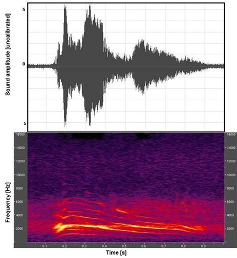 Time Display And Spectrogram Of A Buzzard Scream Frequency Range 0 16