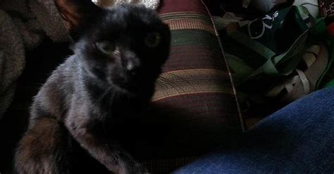 I Found A Gimpy Kitty Last Night Shes Missing An Ear And Her Left Hind Foot And Most Of The