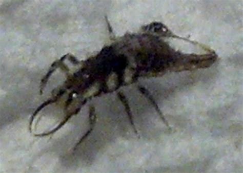 The Most Common — Texas Insect Identification Tools