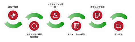ハイスループットリコンビナント抗体発現 株式会社薬研社 受託オンライン