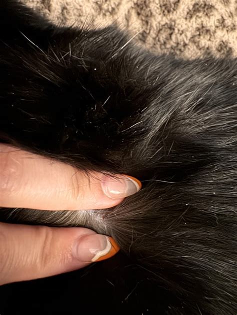 Small Scabs On Cat Rvet