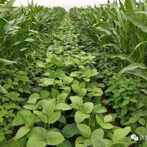 许昌市长葛市召开大豆玉米带状复合种植技术线上培训会农技中心梁卫东长葛市