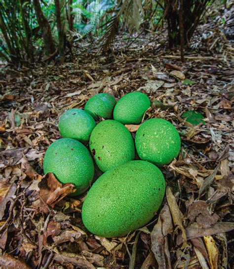 Life And Range Cassowaries And Kakapos