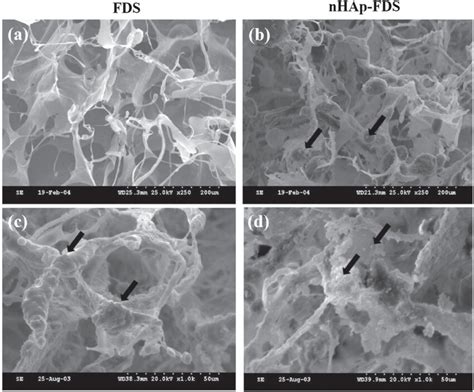 Sem Morphology Analysis At Day 14 A B Before Cell Culture In Download Scientific Diagram