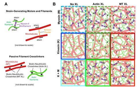 Reconstituting And Characterizing Actin Microtubule Composites With Tunable Motor Driven