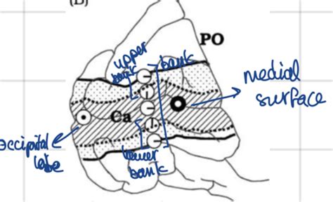 Organisation Of Primary Visual Cortex Flashcards Quizlet