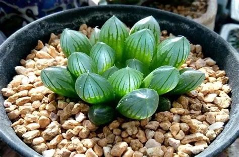 绿植养护 水晶掌的四季养护以及功效 鲜家网