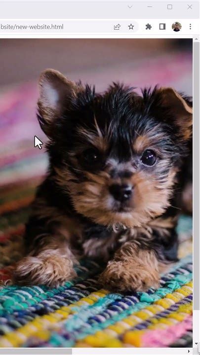 Adding Images In Html😎 Web Development Programming Webdevelopment