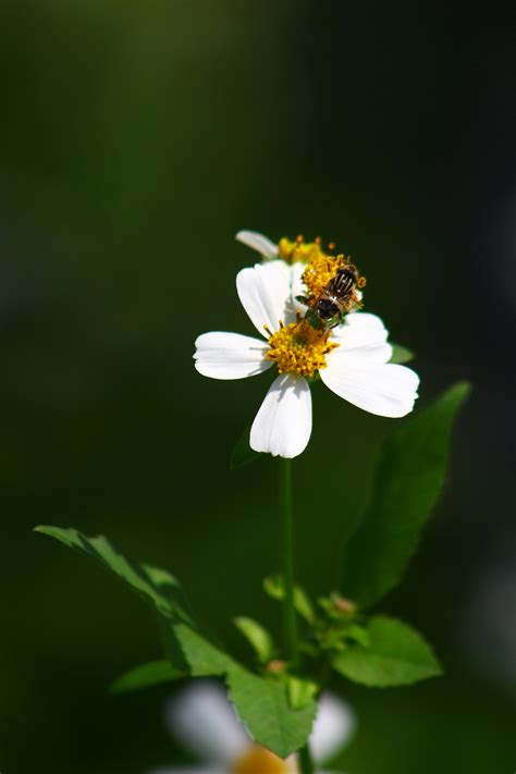 Ivy Nguyen Photography