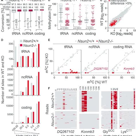 Reduction Of Upper Layer Neurons In The Nsun2 À À Cortex A Mouse