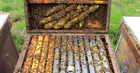 Colmena Langstroth Todo Lo Que Necesitas Saber
