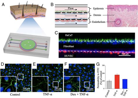 Microfluidic Skin‐on‐a‐chip Model For Drug‐based Treatment Of Download Scientific Diagram