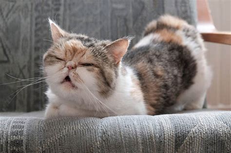 When Do Cats Go Into Heat After Giving Birth Our Vet Explains Hepper