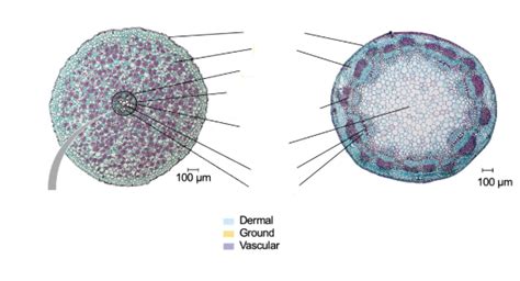 Jcu Bio 1 Exam 2 Diagram 2 Diagram Quizlet