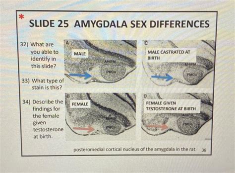 Solved SLIDE AMYGDALA SEX DIFFERENCES What Are You Chegg Com