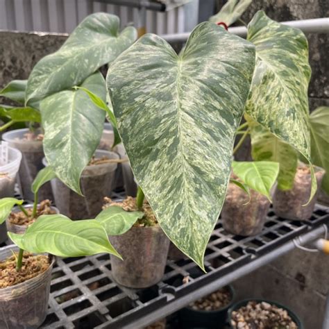 斑葉大理石蔓綠絨 Philodendron Giganteum Variegated 蝦皮購物
