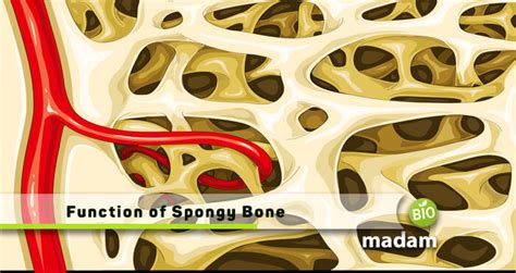 Function Of Spongy Bone Biomadam