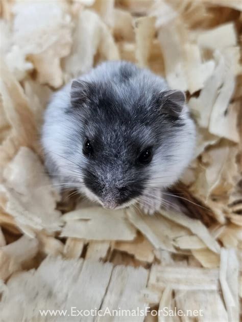 Asian Small Clawed Otters For Sale