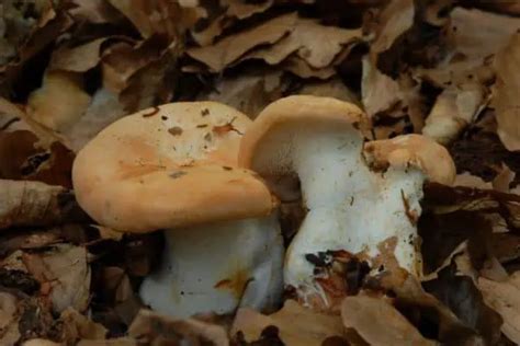 21 Examples Of Mushrooms Found In Alaska Wildlife Informer