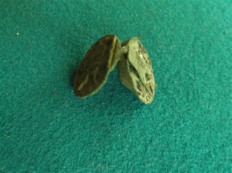 🔎 Unidentified Unknown Brass Object 🔎 Unidentified Unknown Brass Object