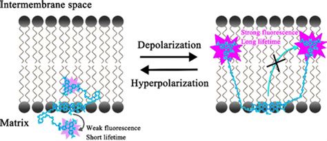 Dual Modality Imaging With A Zwitterionic Fluorescent Probe For Reversible Monitoring Of