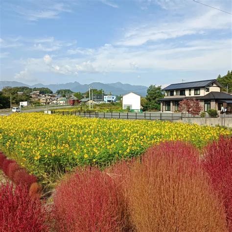 ひまわりとコキアに囲まれて毎日眺めています ブログ 四日市のネイルサロンならネイルサロン Vanilla