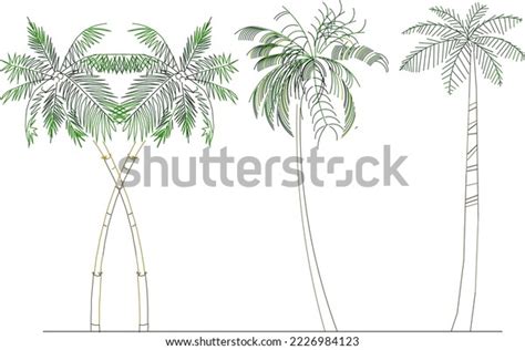 Minimalist Tree Sketch White Background Stock Vector Royalty Free 2226984123 Shutterstock