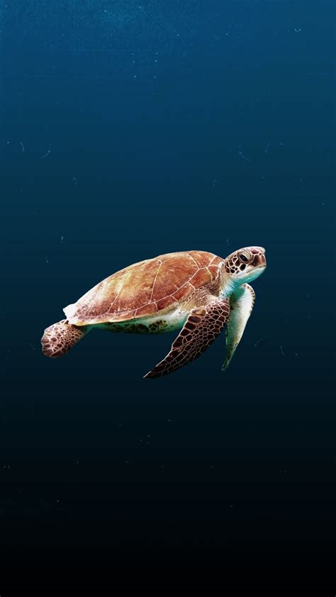 Turtle Wallpapers 47 Images Wallpapercat