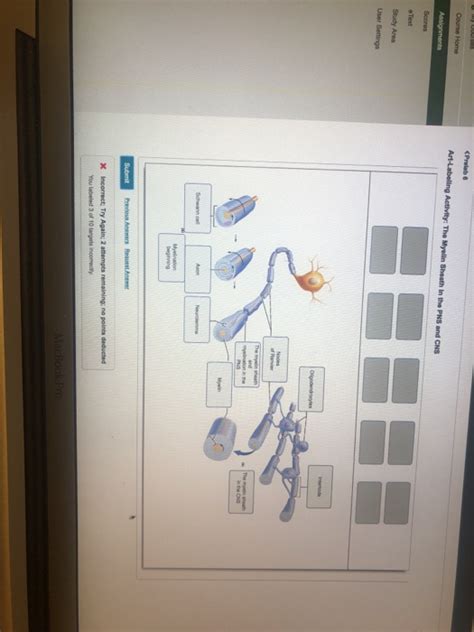 Solved Art Labeling Activity The Myelin Sheath In The Pns