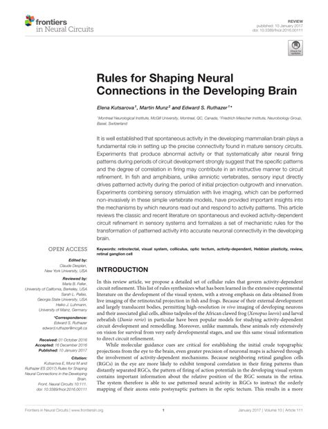 Pdf Rules For Shaping Neural Connections In The Developing Brain