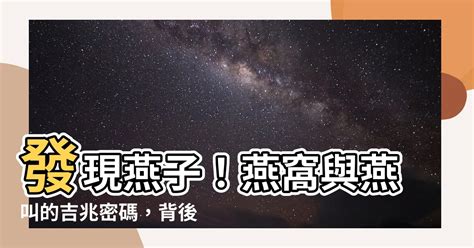 看到燕子發現燕子燕窩與燕叫的吉兆密碼背後竟有科學根據 每日新聞 Daily News Feeding