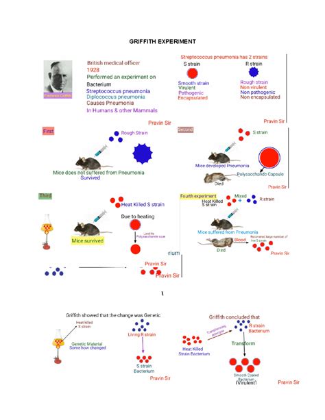 Griffith Experiment Griffith Experiment Avery Macleod Mcarty