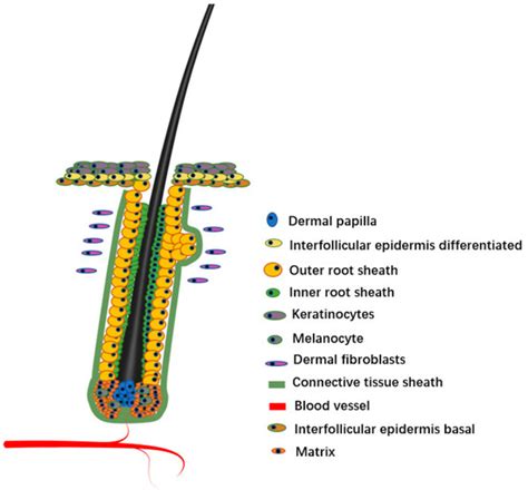 Understanding Mammalian Hair Follicle Ecosystems By Single Cell Rna Sequencing