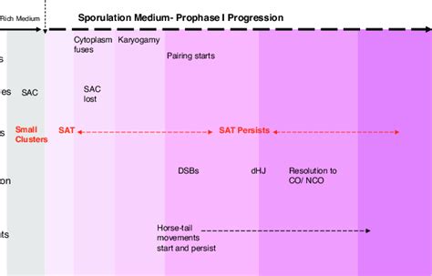 Timing Of Telomere Clustering In Relation To Other Meiotic Events Of S