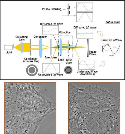 Figure 1 1 From Development Of An Integrated Opto Electric Biosensor To Dynamically Examine