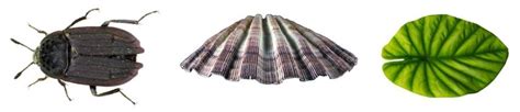 Examples From The Biology Insect Shells L Seashells M Or Lily