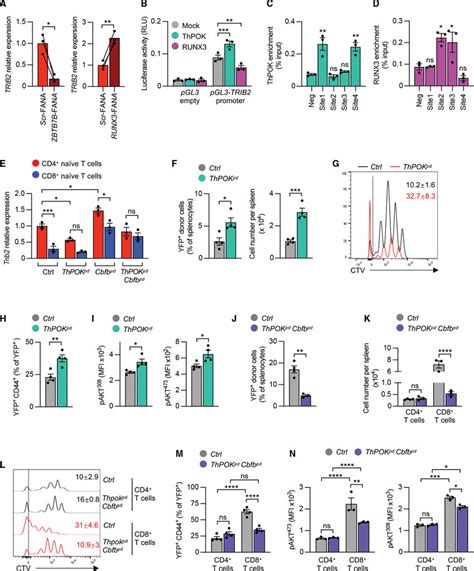 Thpok And Runx3 Regulate Trib2 Expression And Lymphopenia Induced T