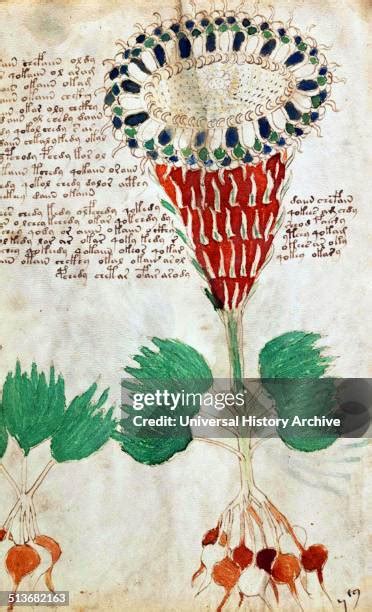 29 Voynich Manuscript Photos And High Res Pictures Getty Images
