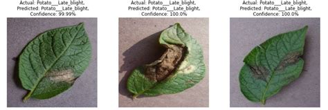 GitHub Sumithskk Potato Disease Prediction