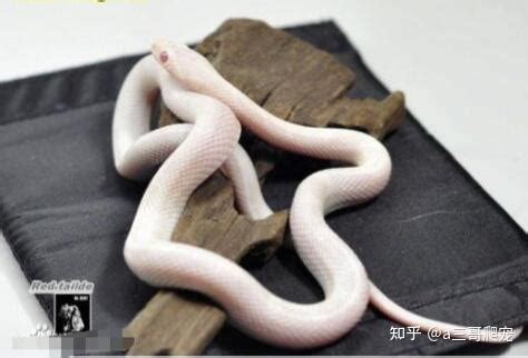 暴风雪玉米蛇是什么多少钱 知乎