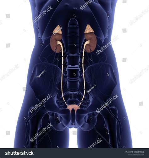 Retroperitoneal Organs