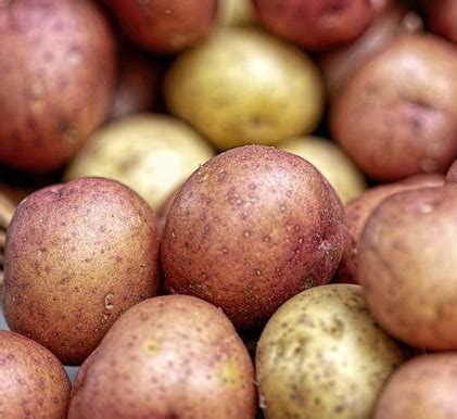 감자 심는시기 심는방법 알아보기